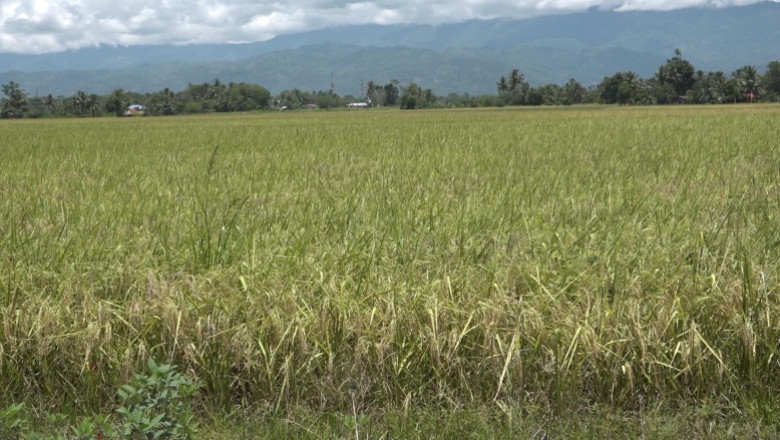 Rice tech forum held in DavSur | News Fort - Your choice for NEWS